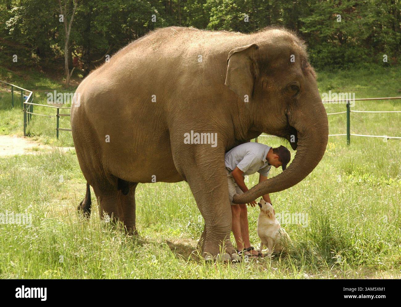 Tarra the elephant hi-res stock photography and images - Alamy