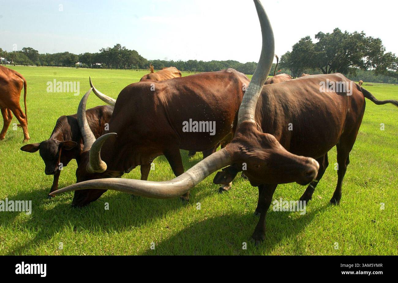 May 26, 2005 - U.S. - KRT US NEWS STORY SLUGGED: WATUSI KRT PHOTOGRAPH ...