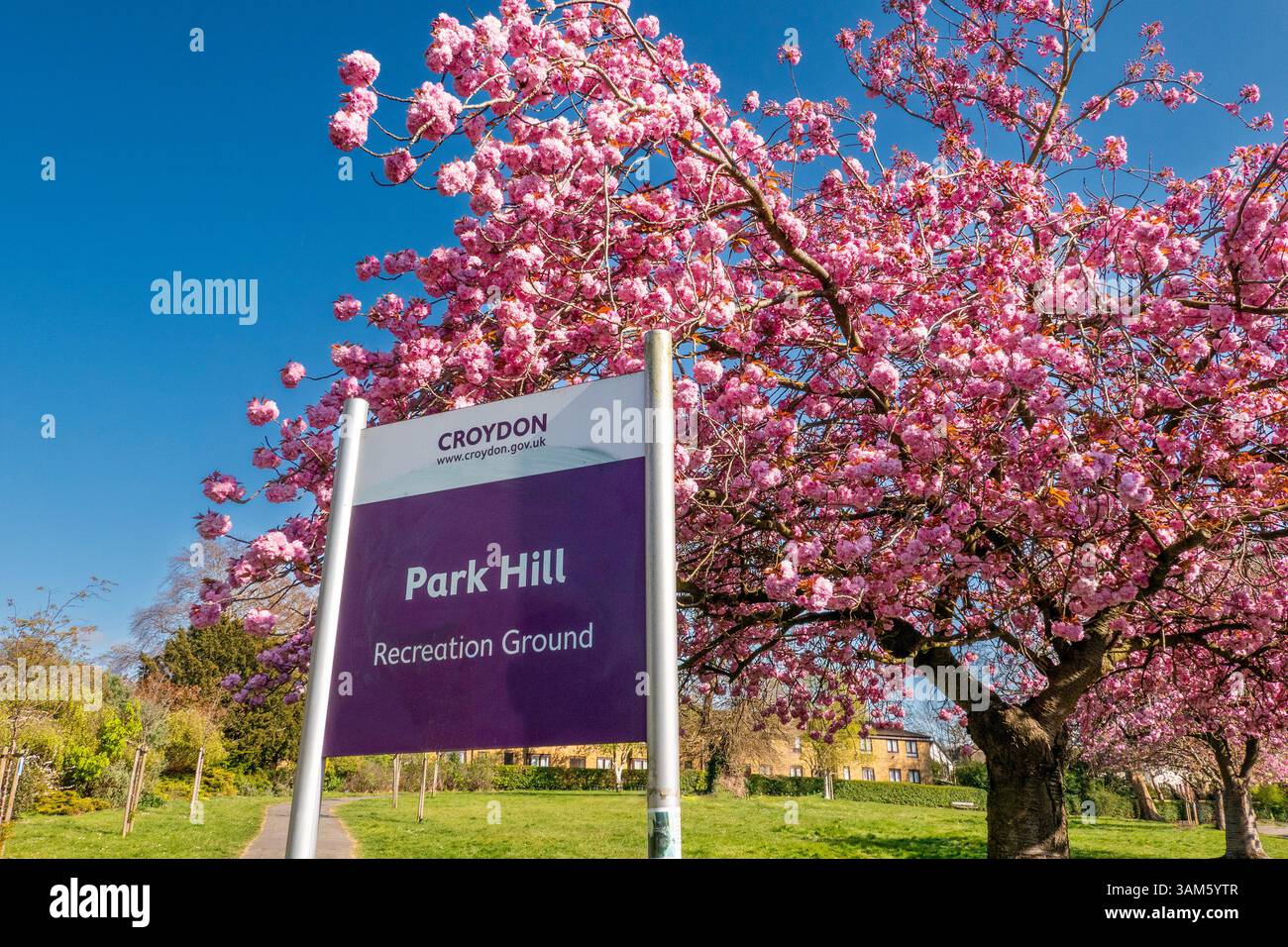 Cherry Blossom, Park Hill Croydon UK Stock Photo - Alamy