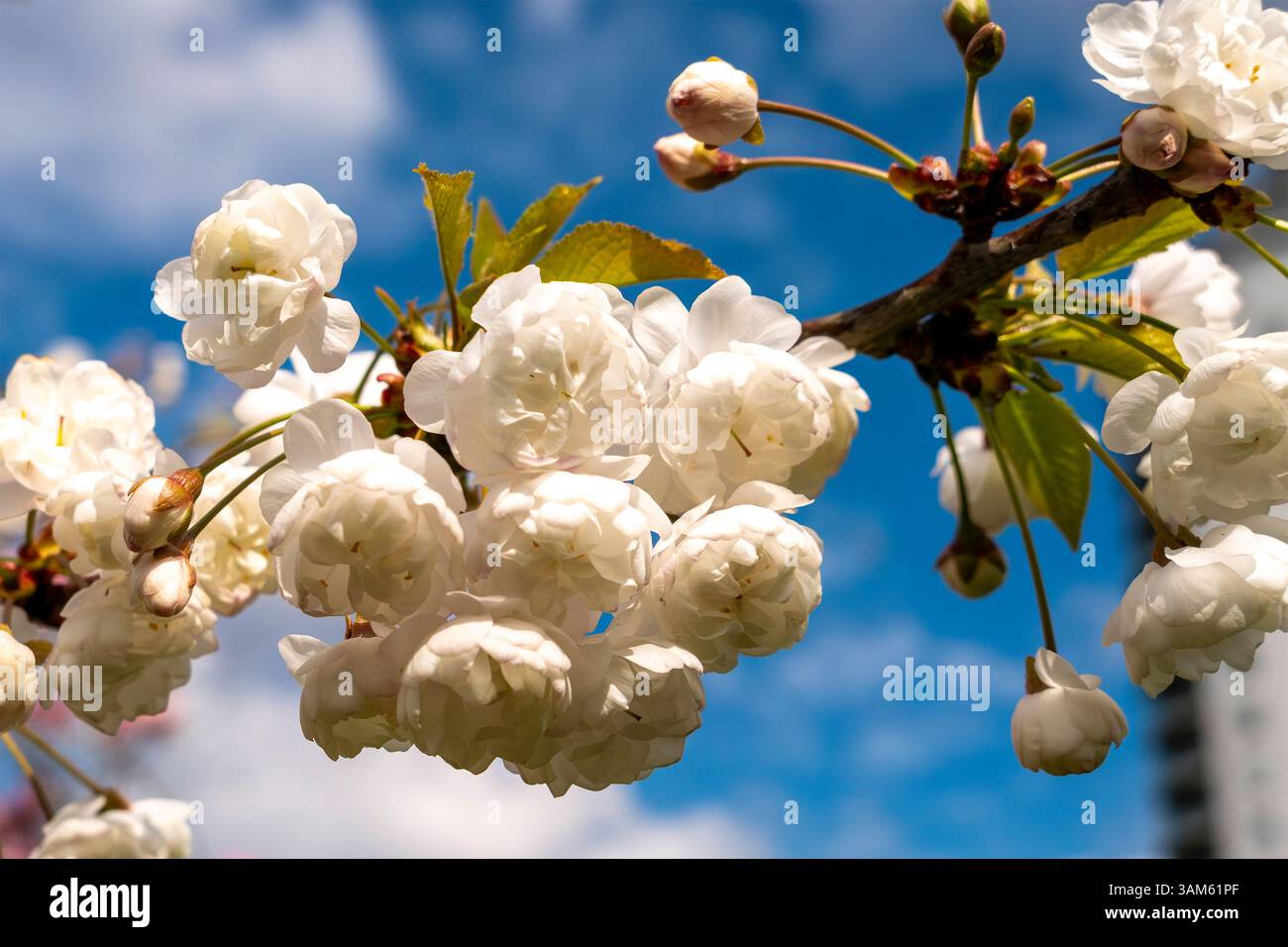 Blossoming garden apple cherry trees hi-res stock photography and ...