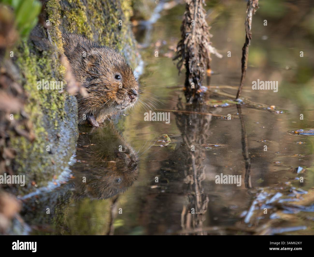 Rare British Watervole In Water Looking at the camera Stock Photo - Alamy
