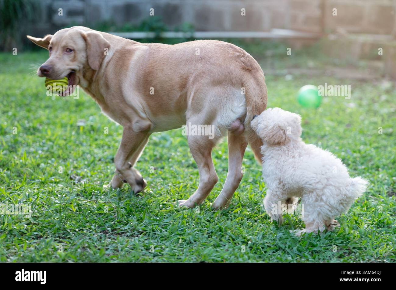 Poodle puppy hunt for labrador tail on green park background Stock ...