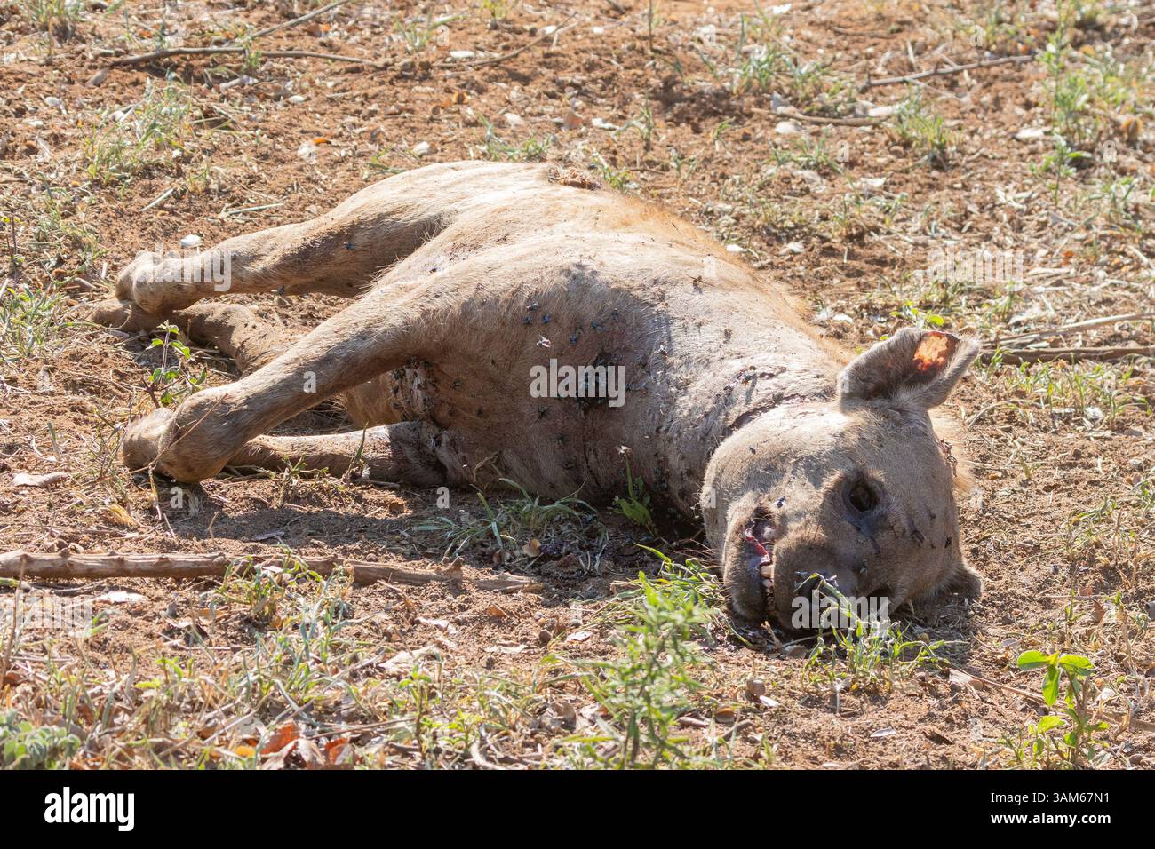 Carcass of a Spotted Hyena (Crocuta crocuta) killed by poachers showing ...