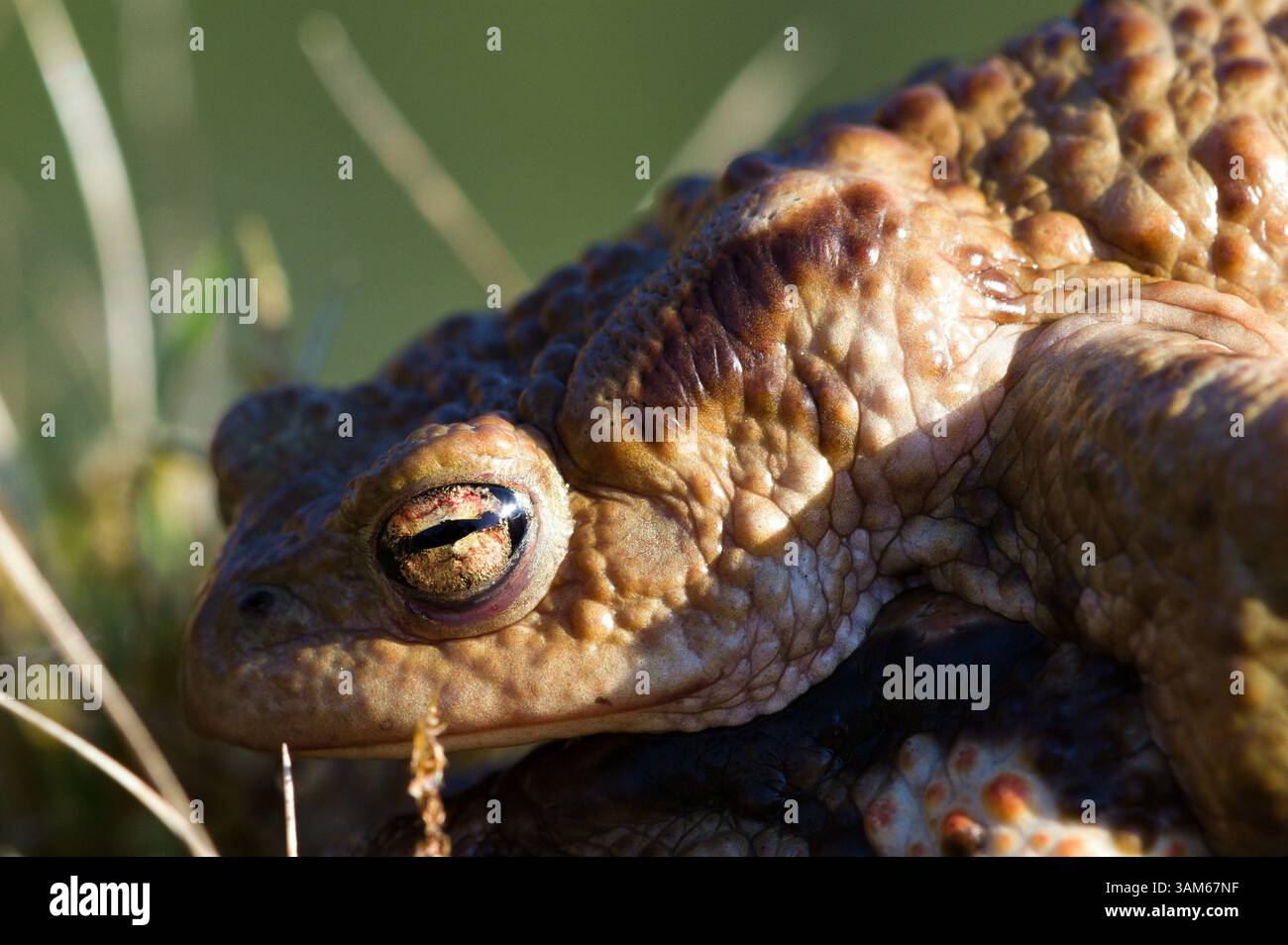 Common toad Bufo bufo male. Huge frog from Czech republic. Mating ...