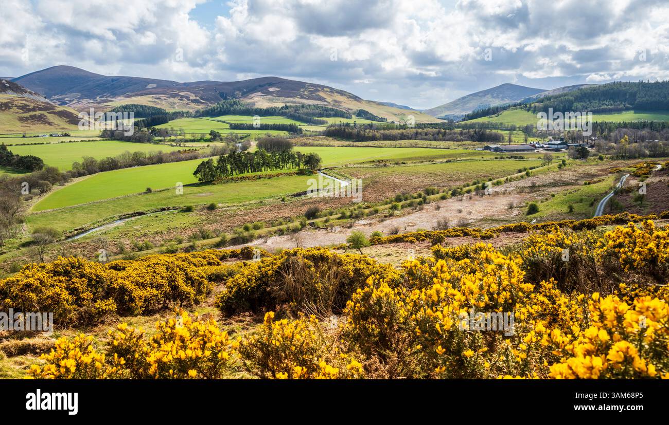 River Tweed in the Tweed Valley in the Scottish Borders in sprintime ...