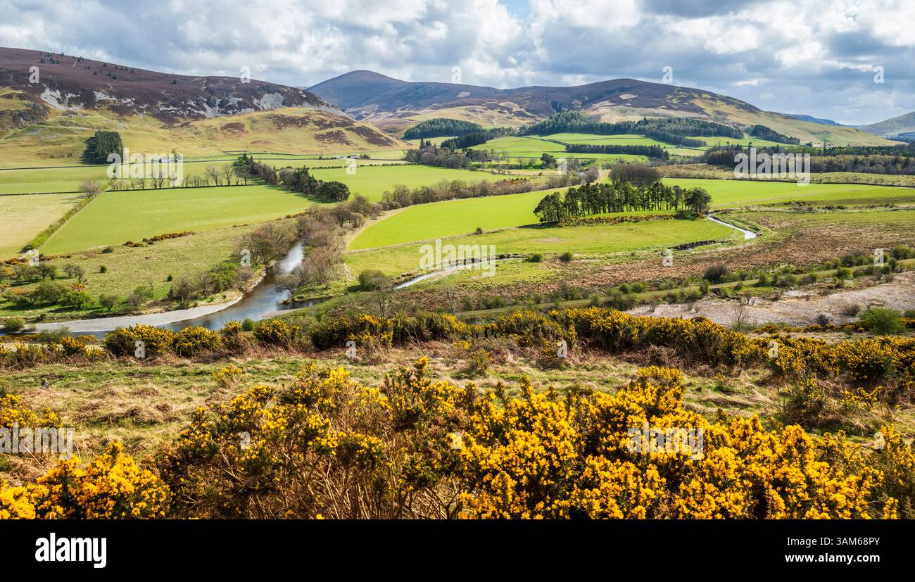 River Tweed in the Tweed Valley in the Scottish Borders in sprintime ...