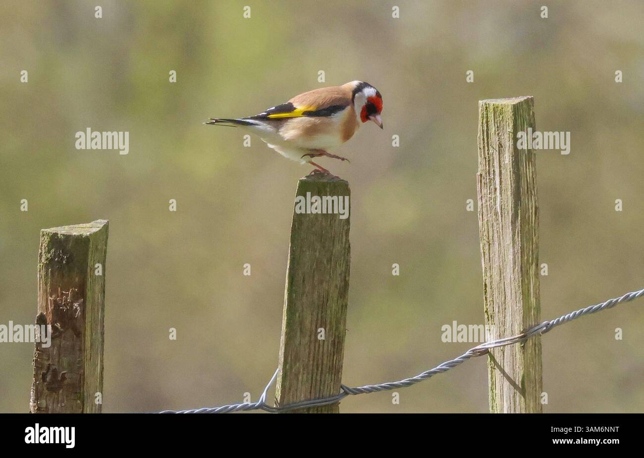 Moira Demesne, Moira, County Down, Northern Ireland, UK. 13 Apr 2025 ...
