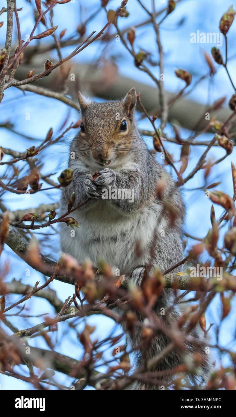 Moira Demesne, Moira, County Down, Northern Ireland, UK. 13 Apr 2025 ...