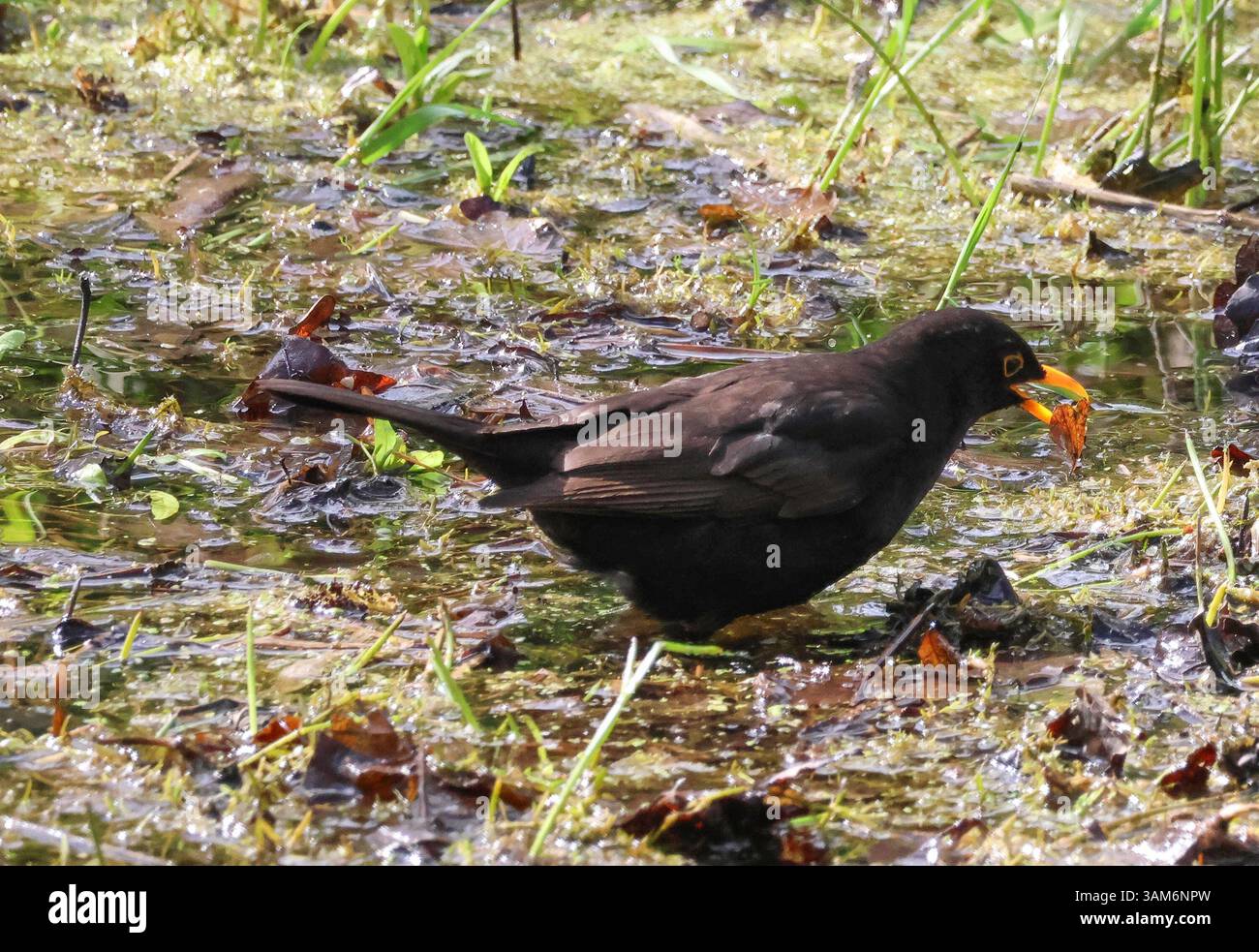 Moira Demesne, Moira, County Down, Northern Ireland, UK. 13 Apr 2025 ...