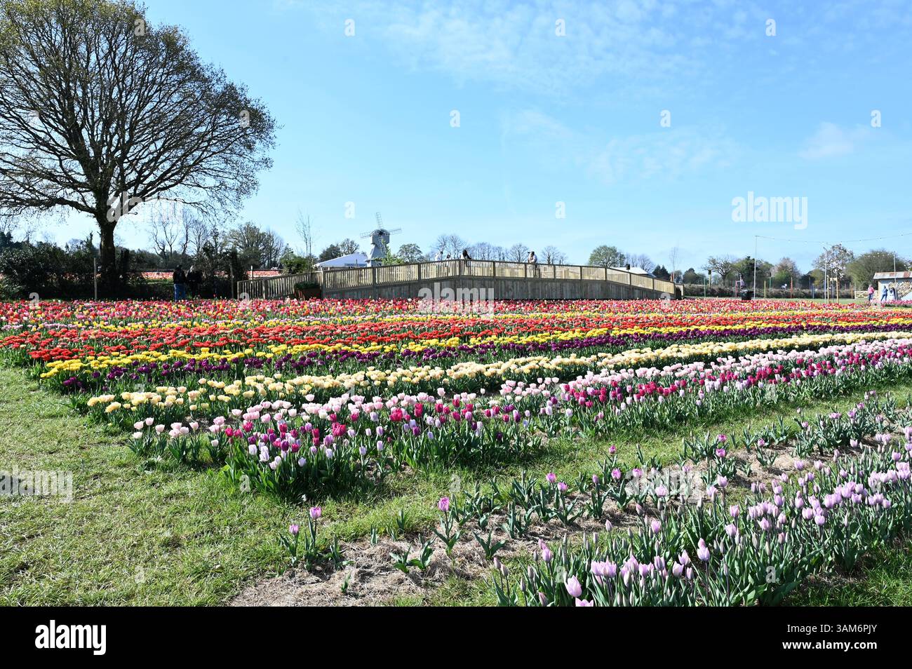 The Tulip festival is set in the beautiful Warwickshire countrise .They ...
