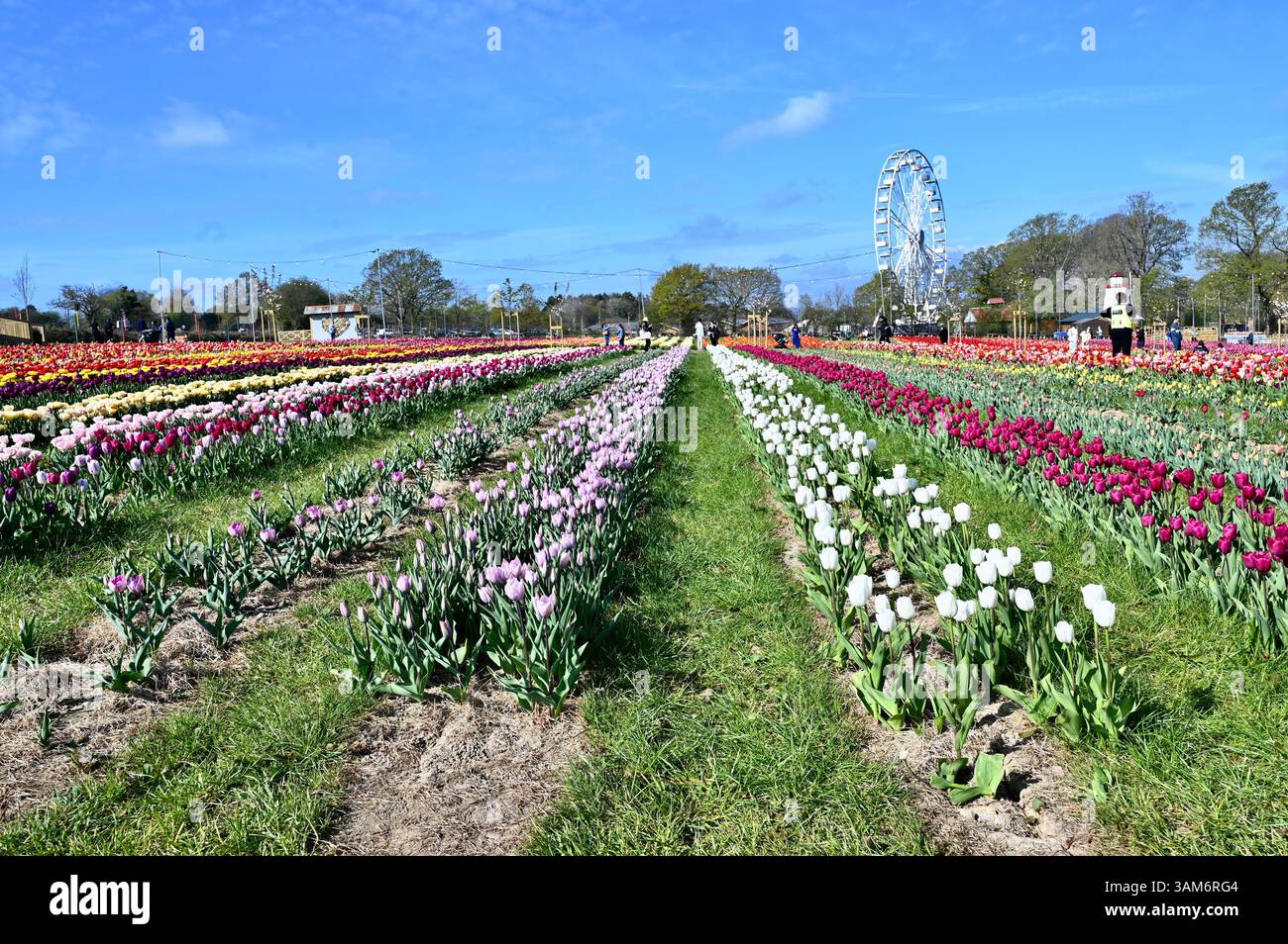 The Tulip festival is set in the beautiful Warwickshire countrise .They ...