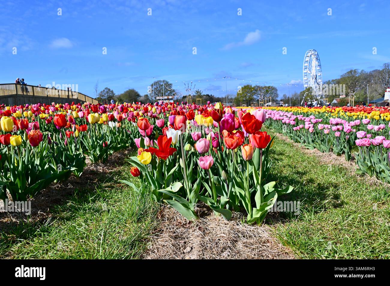 The Tulip festival is set in the beautiful Warwickshire countrise .They ...