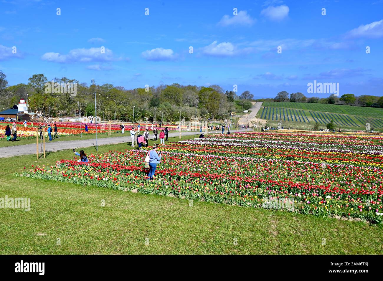 The Tulip festival is set in the beautiful Warwickshire countrise .They ...