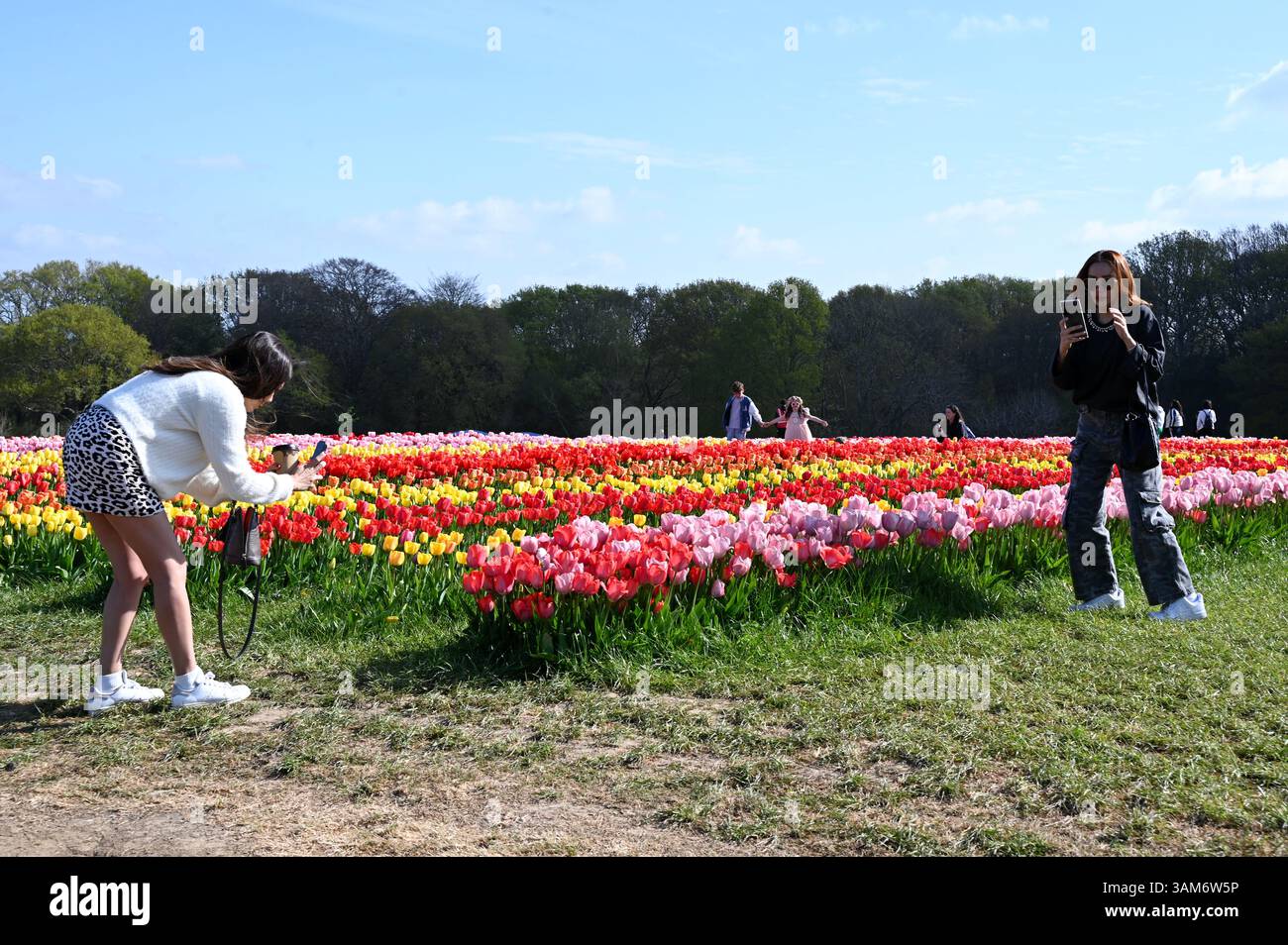 The Tulip festival is set in the beautiful Warwickshire countrise .They ...