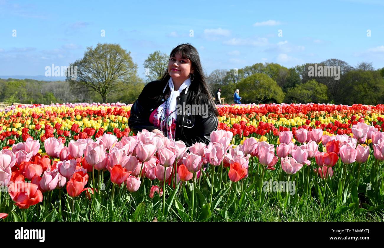 The Tulip festival is set in the beautiful Warwickshire countrise .They ...