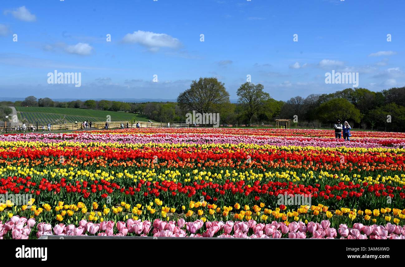 The Tulip festival is set in the beautiful Warwickshire countrise .They ...