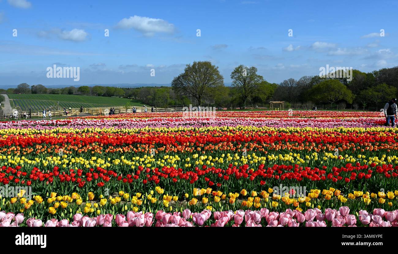 The Tulip festival is set in the beautiful Warwickshire countrise .They ...
