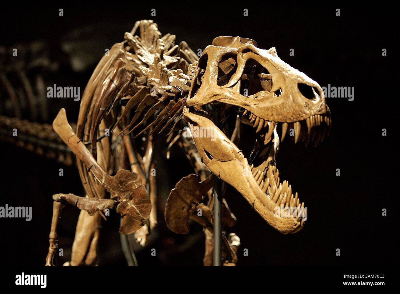 June 27, 2005 - U.S. - Jane, a juvenile Tyrannosaurus rex, is part of ...