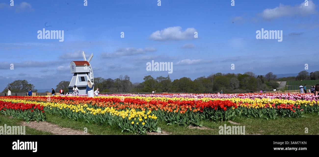 The Tulip festival is set in the beautiful Warwickshire countrise .They ...