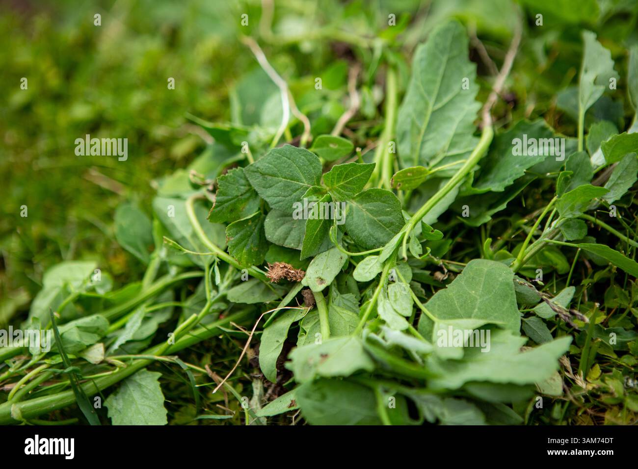 Weeds in a garden field Stock Photo - Alamy