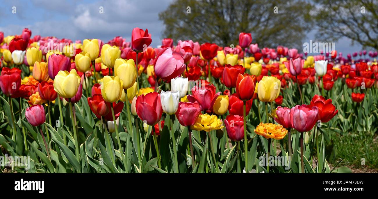 The Tulip festival is set in the beautiful Warwickshire countrise .They ...