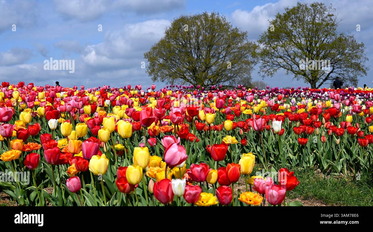 The Tulip festival is set in the beautiful Warwickshire countrise .They ...