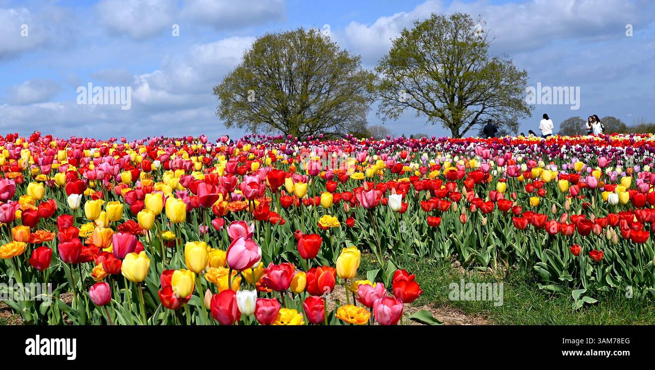 The Tulip festival is set in the beautiful Warwickshire countrise .They ...