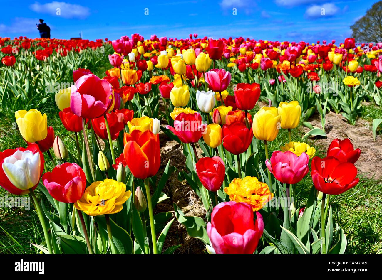 The Tulip festival is set in the beautiful Warwickshire countrise .They ...