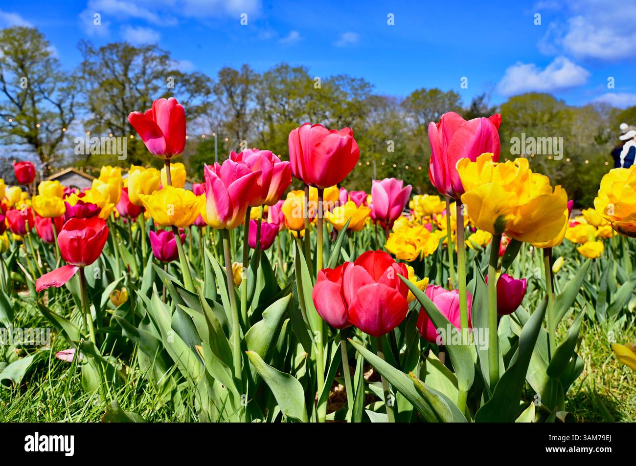 The Tulip festival is set in the beautiful Warwickshire countrise .They ...