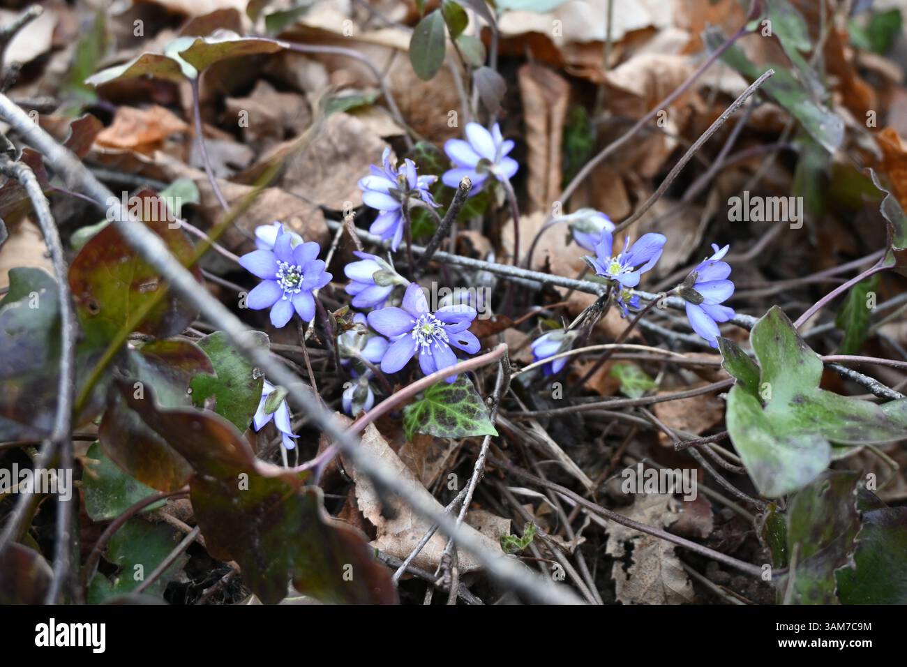 Understory plant hi-res stock photography and images - Alamy