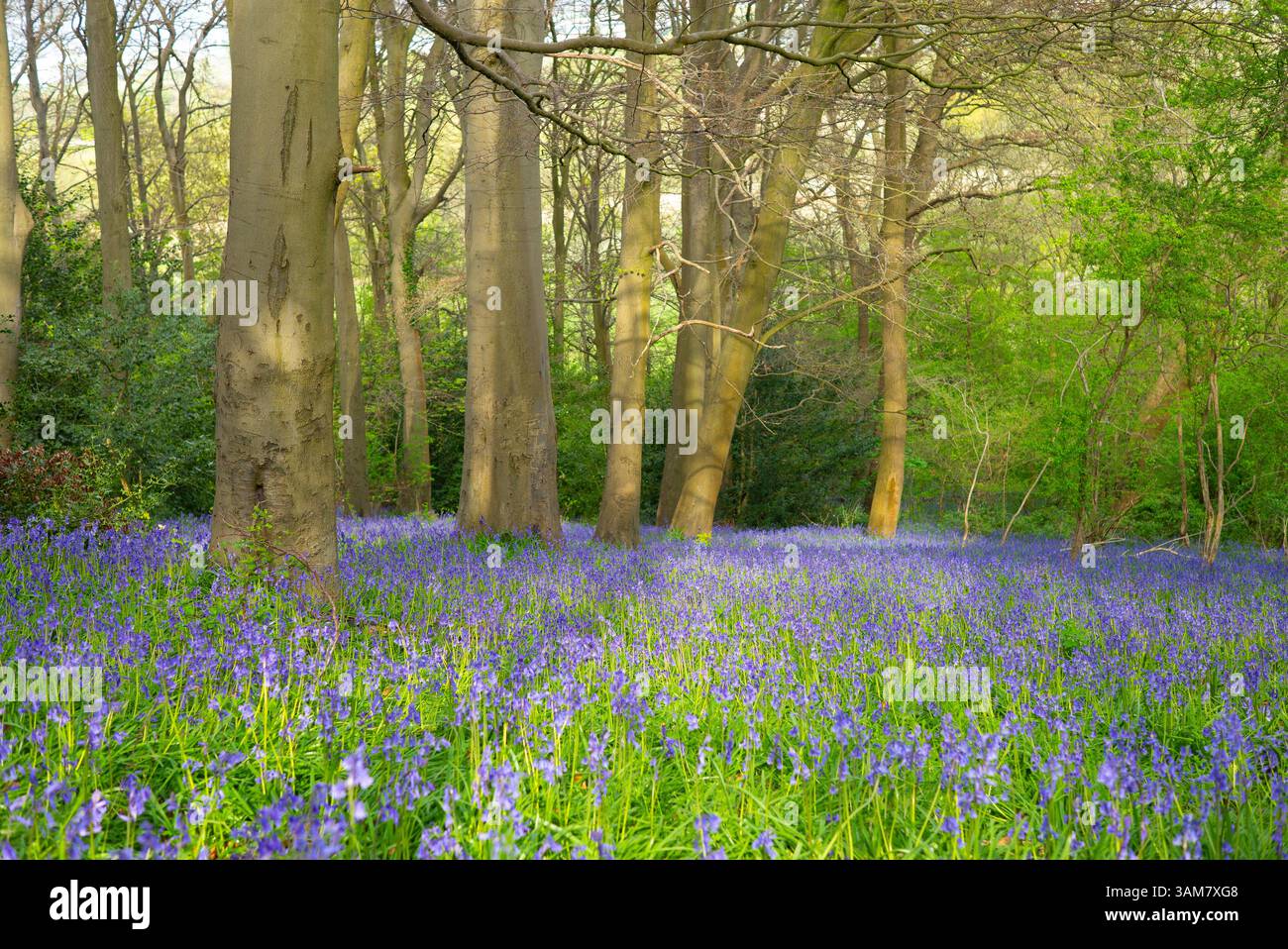 Bluebell wood in the UK [Hyacinthoides non-scripta ] Stock Photo - Alamy