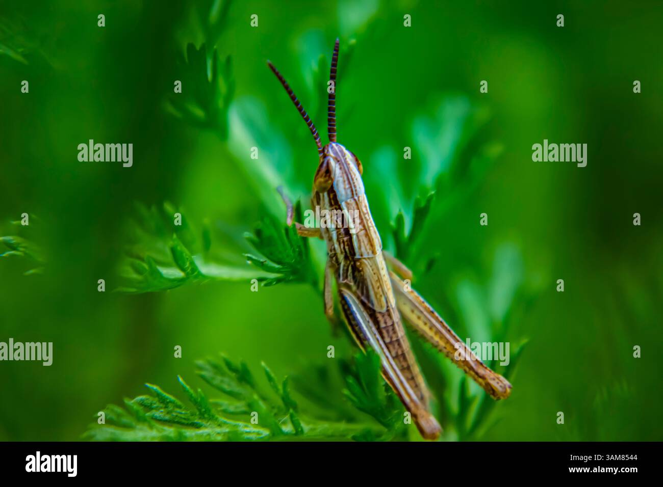 Grasshopper macro photo on green foliage Stock Photo - Alamy