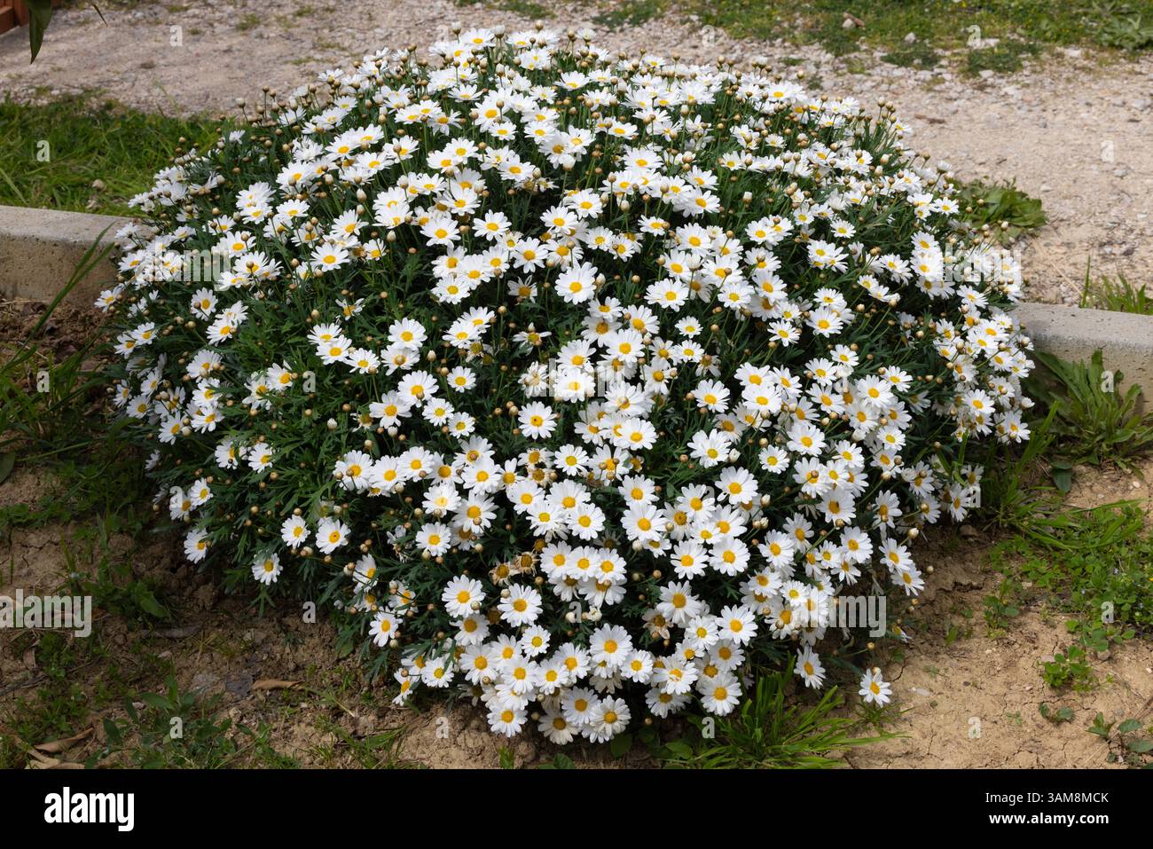 Blooming Bush of White Daisies in Spring Garden Stock Photo - Alamy
