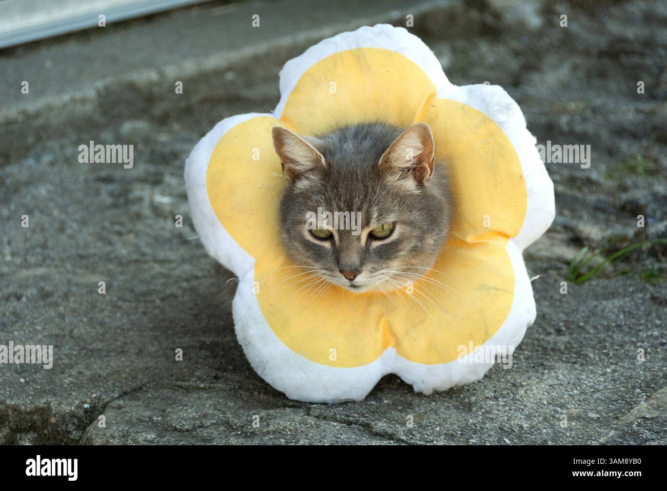 A grey cat stands in a garden, wearing a floral collar designed to ...