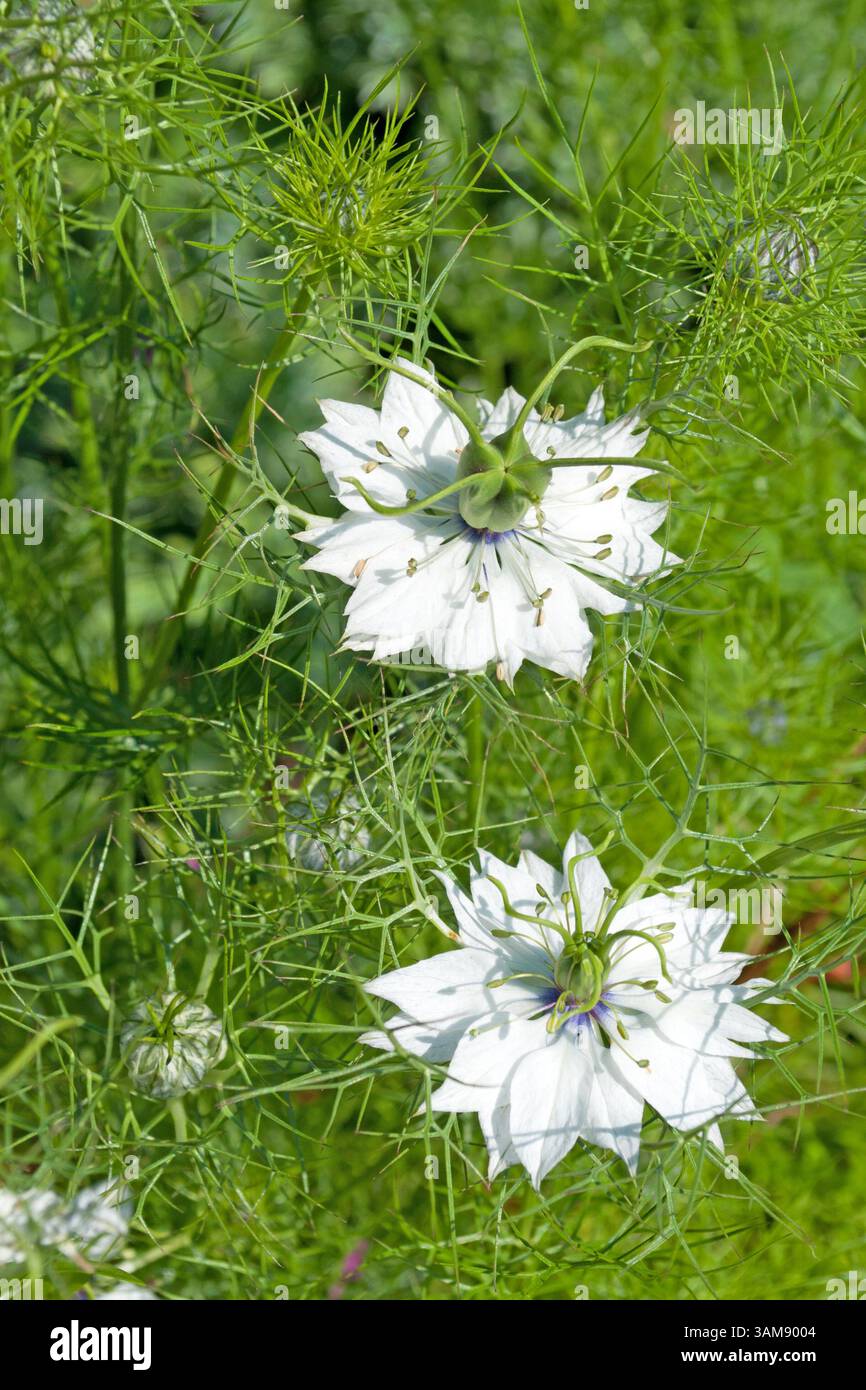 Maid in green close hi-res stock photography and images - Alamy