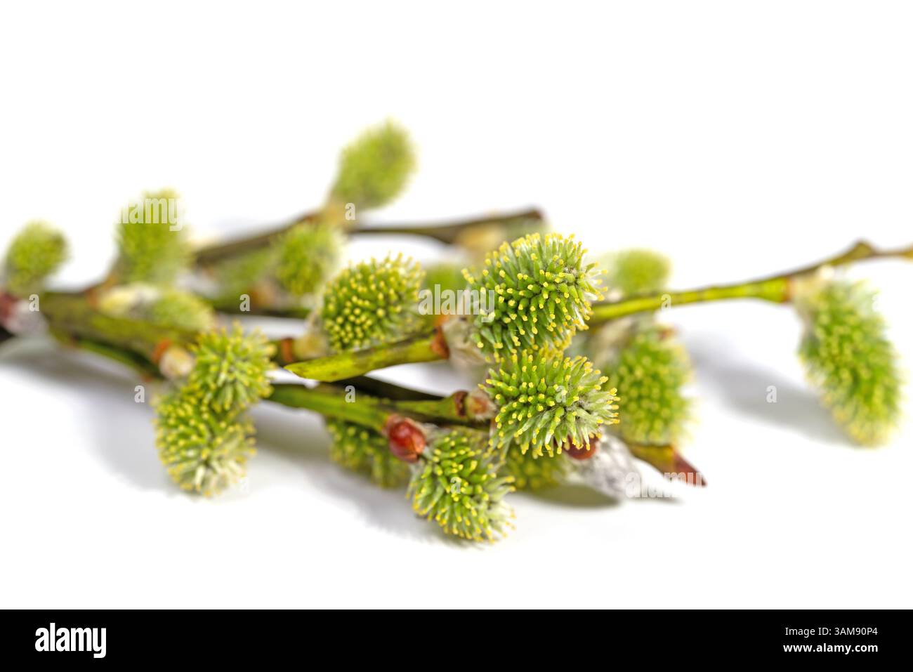 Female flowers of the sage willow, Salix caprea, in front of a white ...