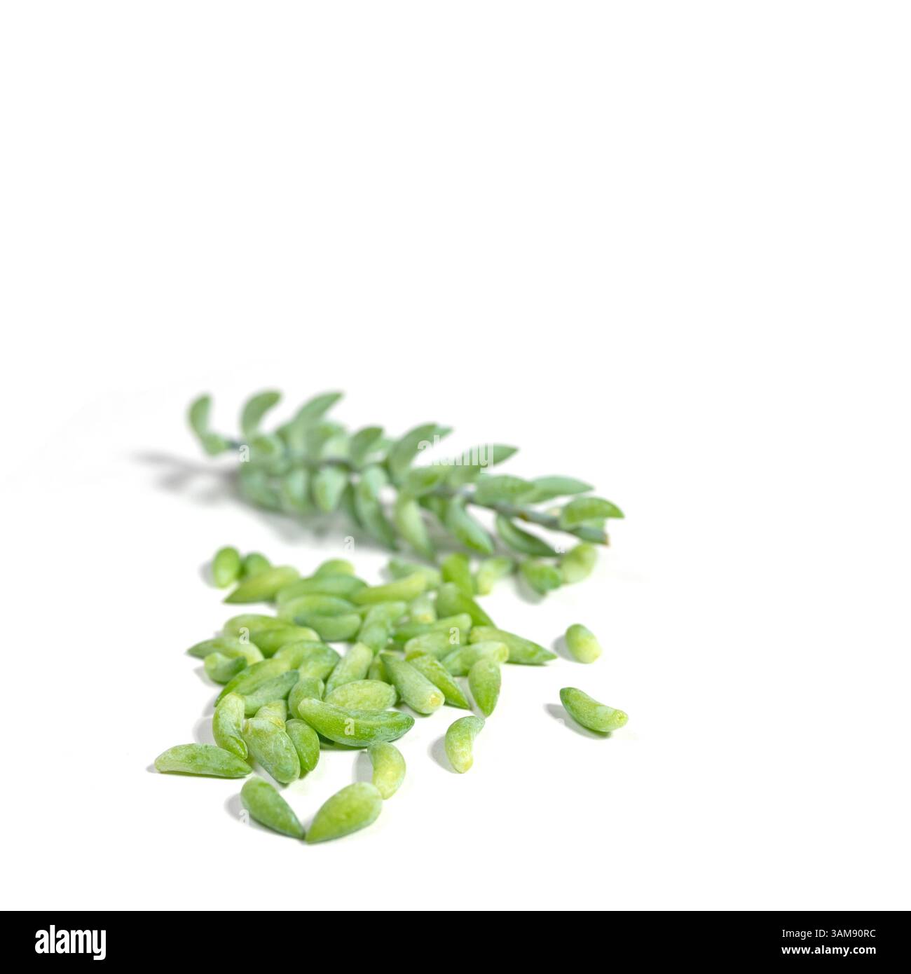 Snake swing Cut Out Stock Images & Pictures - Alamy