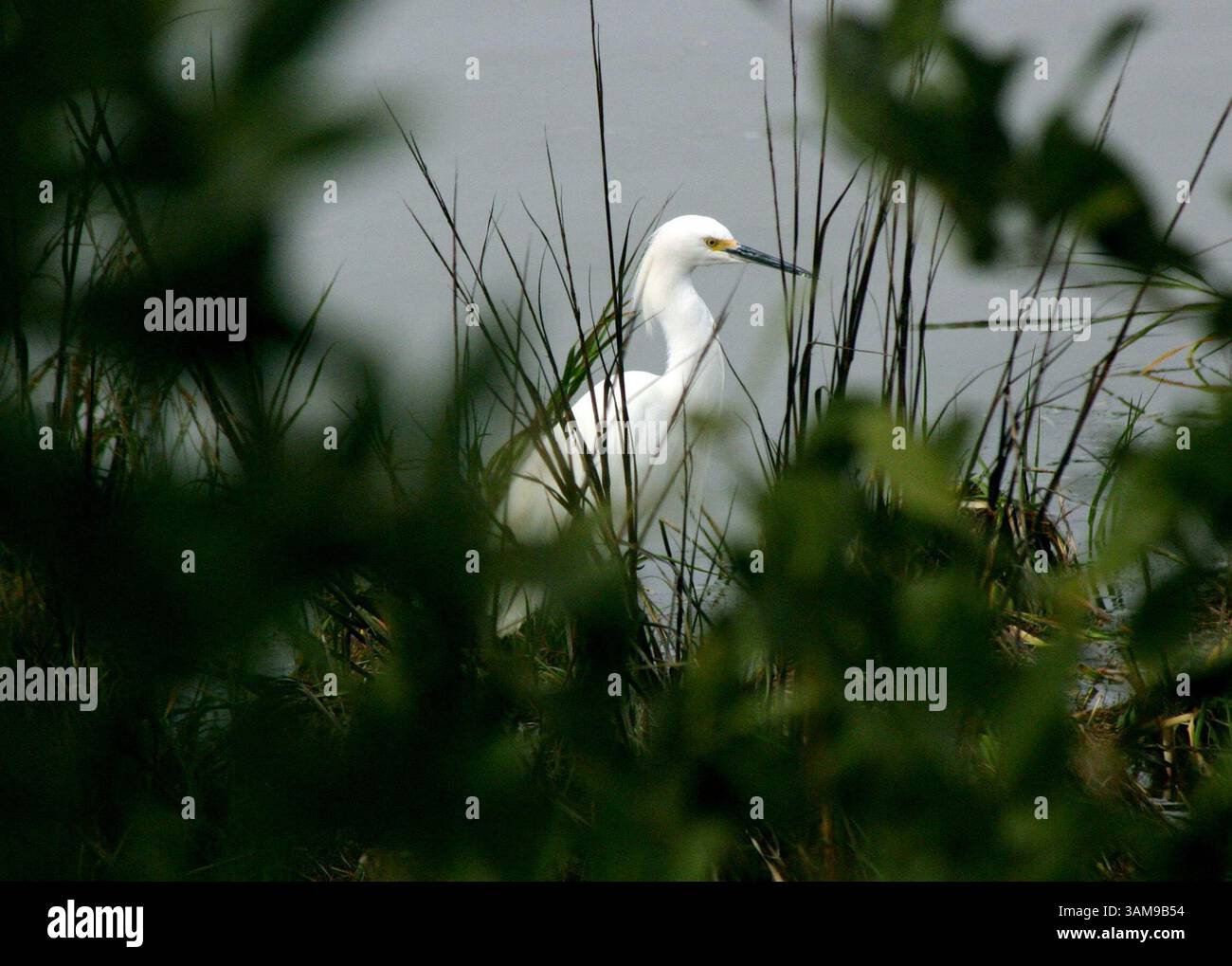 St padre island hi-res stock photography and images - Alamy