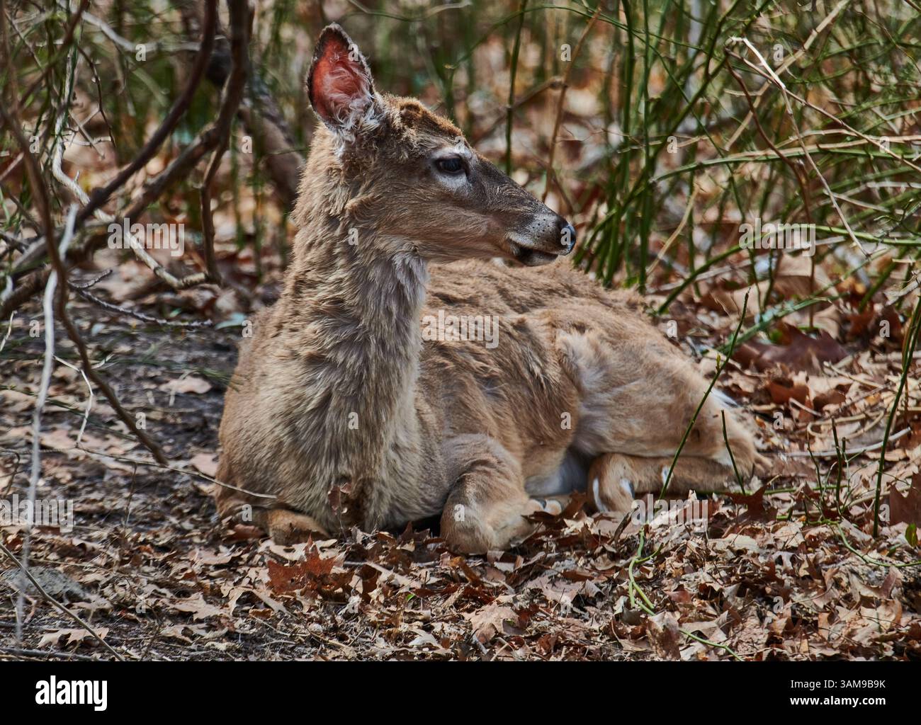 A cute small white tailed doe relaxing in the woods. The chital, also ...