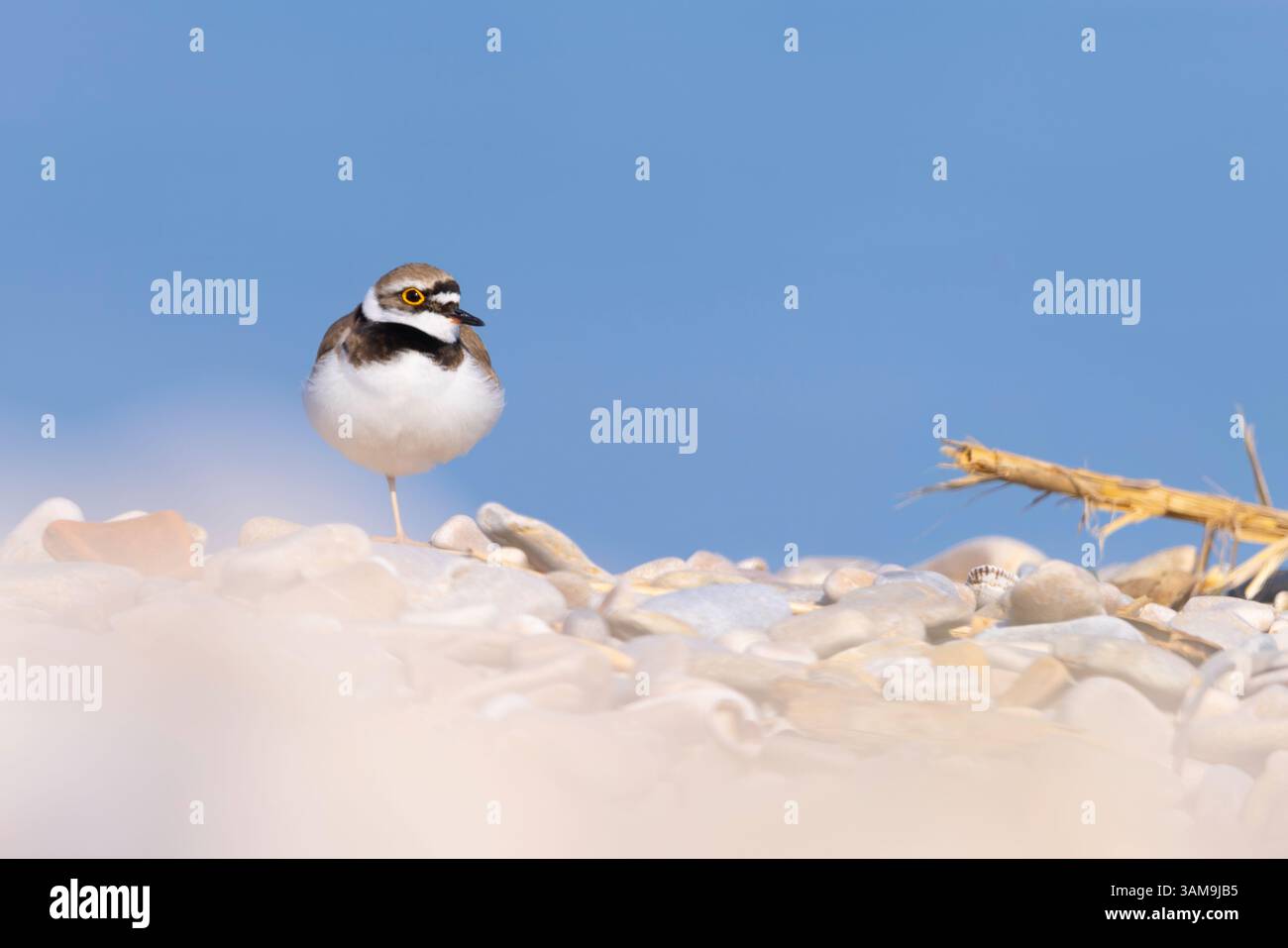 The little ringed plover (Charadrius dubius) is a small plover Stock ...