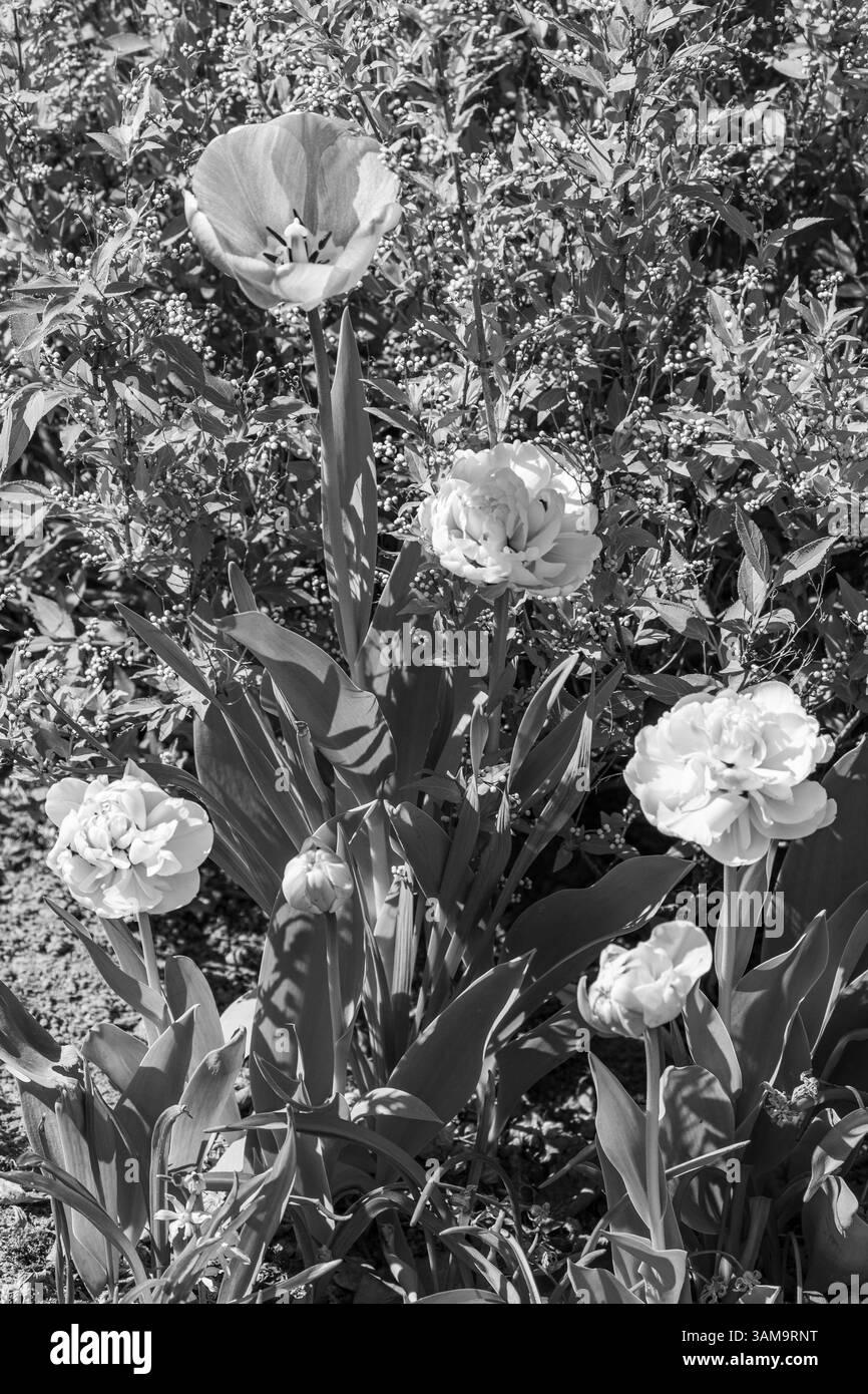Spring garden flowers table Black and White Stock Photos & Images - Alamy