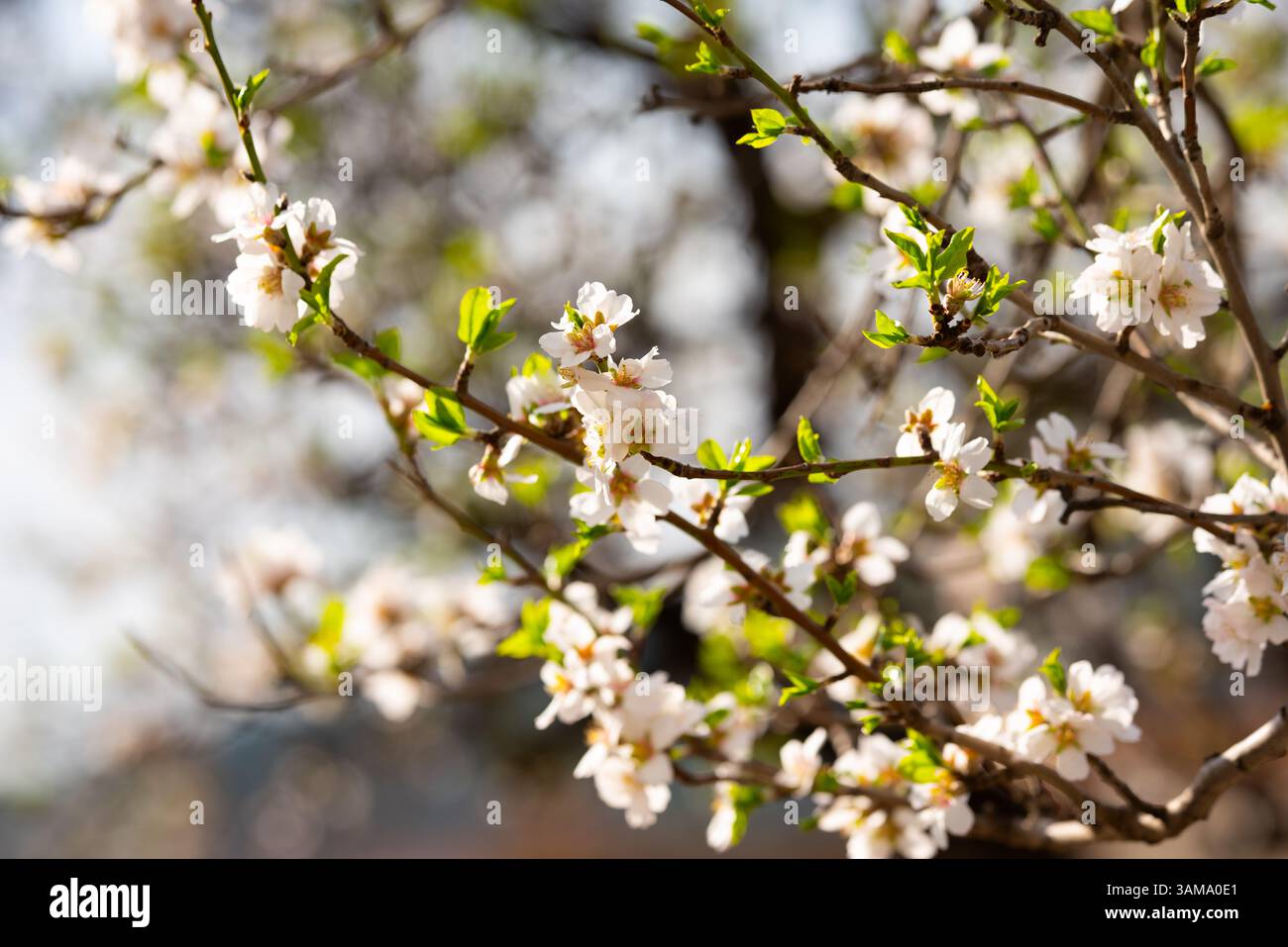 Beautiful flowering branches almonds hi-res stock photography and ...