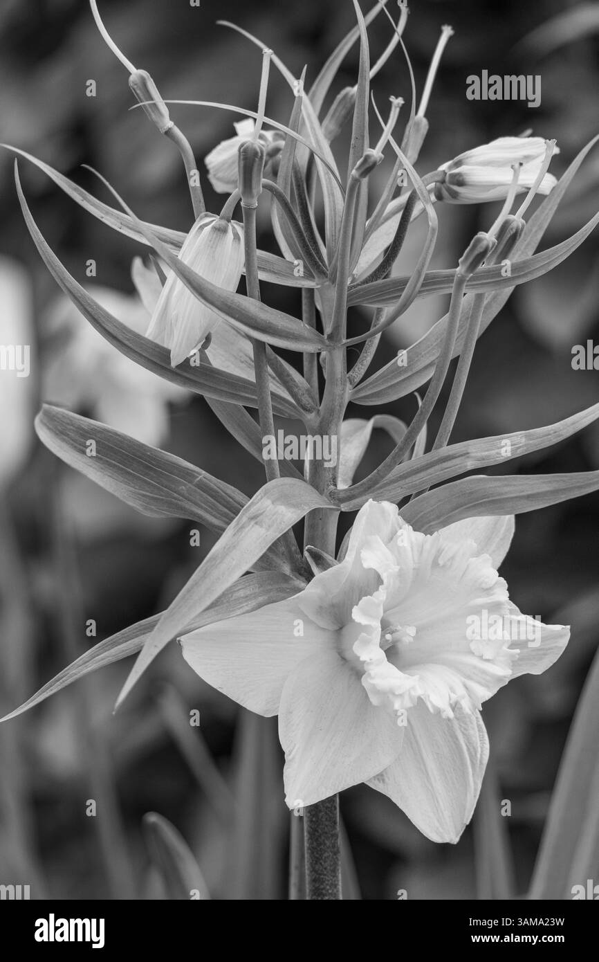 Spring garden flowers table Black and White Stock Photos & Images - Alamy