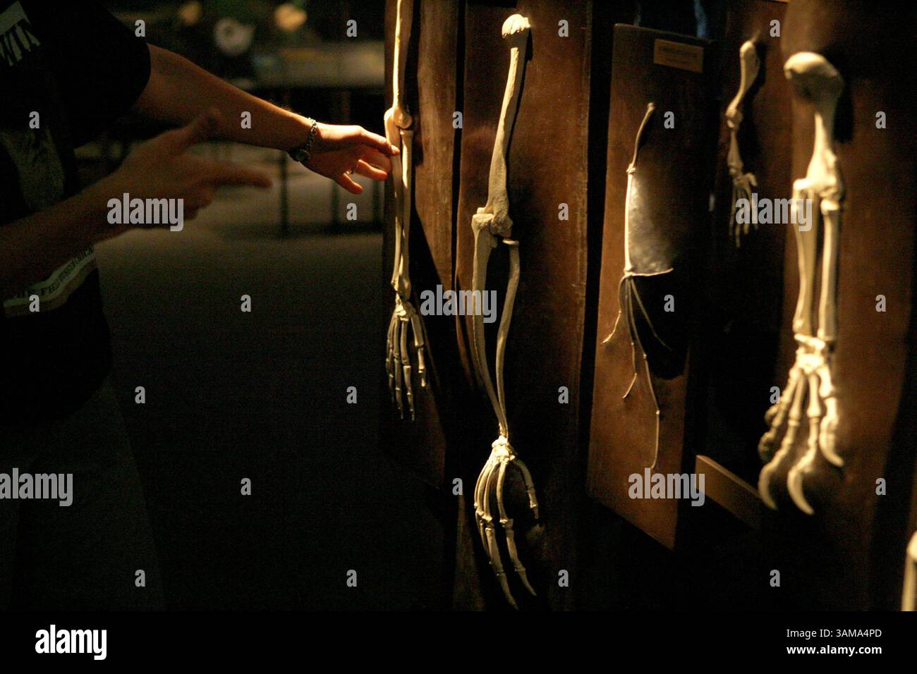 Hammer headed fruit bat hi-res stock photography and images - Alamy