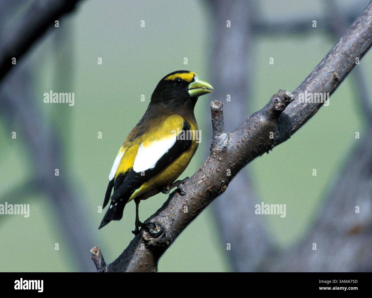June 25, 2007 - U.S. - The Evening Grosbeak is one of 20 common North ...