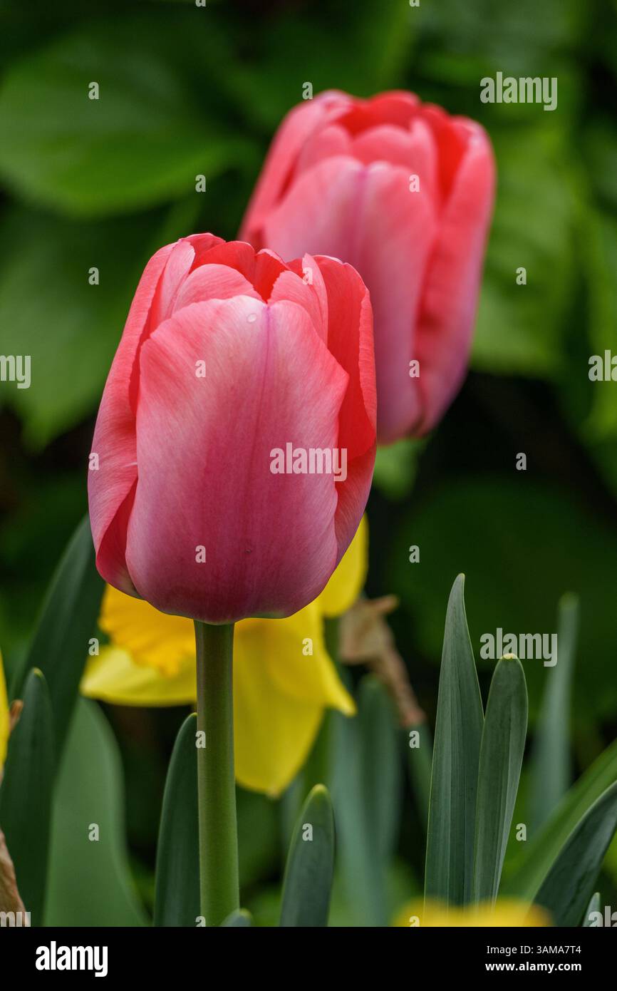spring time in a garden in the german muensterland Stock Photo - Alamy
