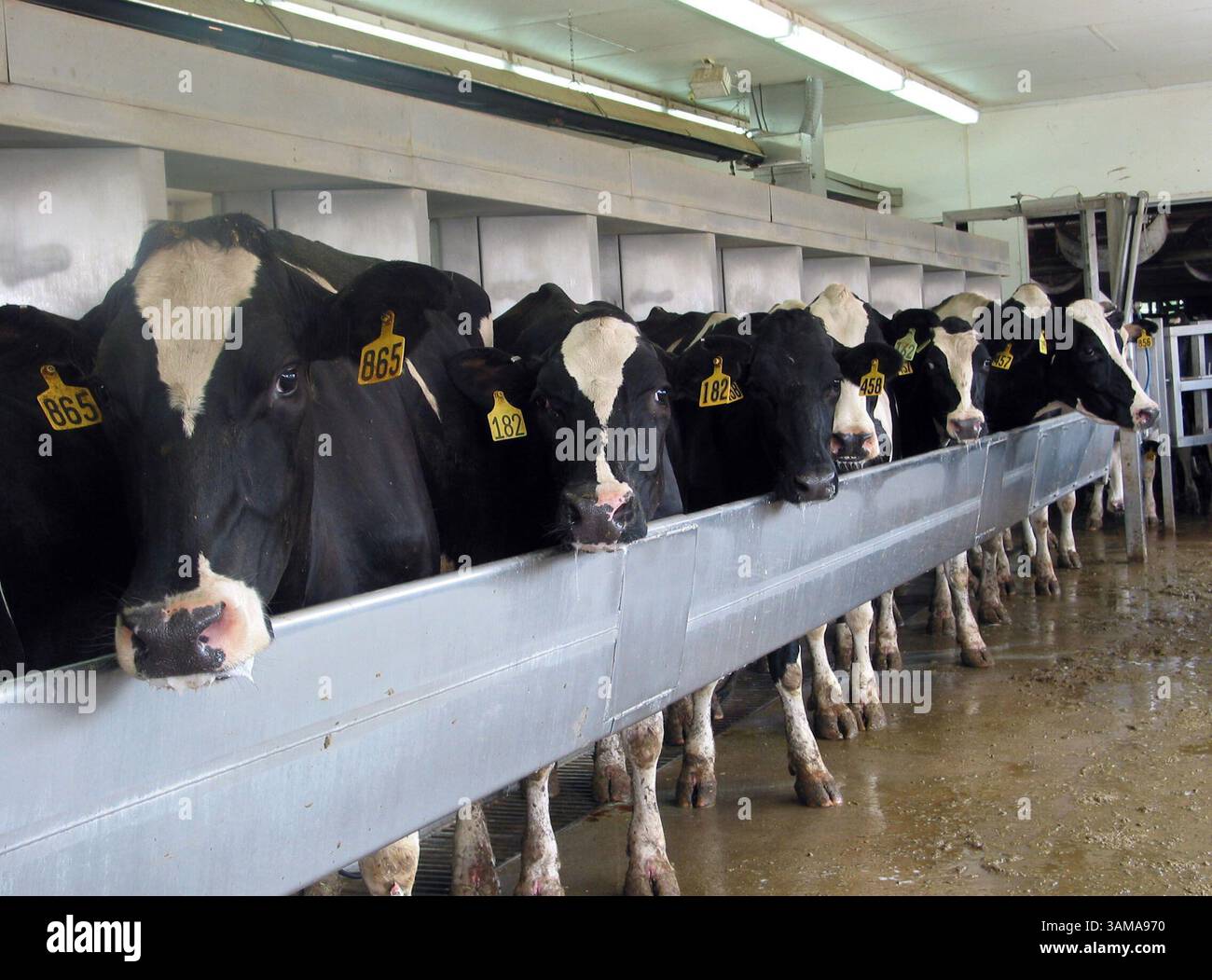 Soybean meal and cows hi-res stock photography and images - Alamy