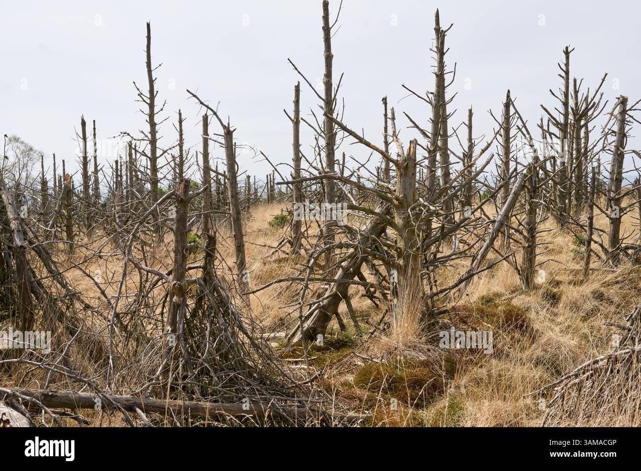 A desolate forest scene shows numerous dead trees with barren branches ...