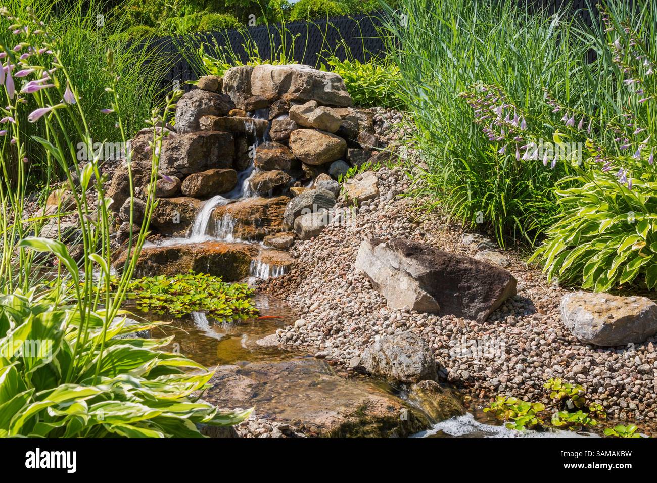 Carassius auratus - Goldfish, Eichhornia crassipes - Water Hyacinth in ...