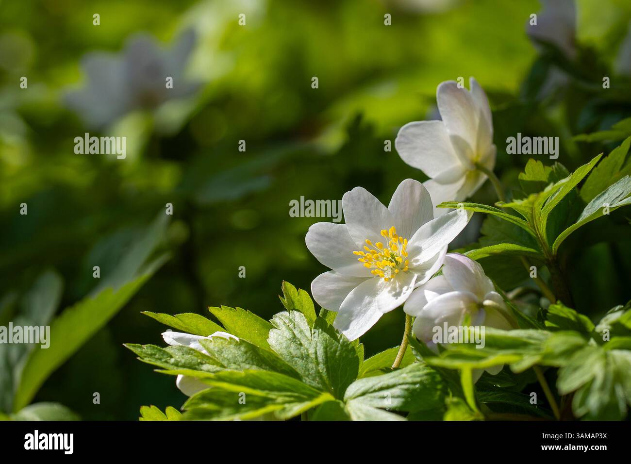 Wood anemone (anemone nemorosa) in woodland. Wood anemone or windflower ...